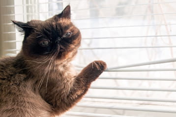 Best Dog & Cat-Proof Window Treatments for Pet Owners | NZ Blinds