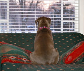 Best Dog & Cat-Proof Window Treatments for Pet Owners | NZ Blinds